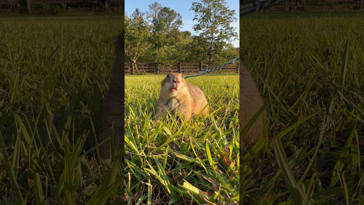 Poppy enjoys fresh grass while relaxing