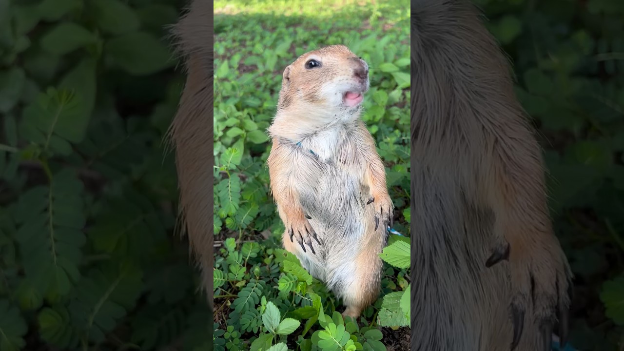 Going for a run with Poppy the prairie dog