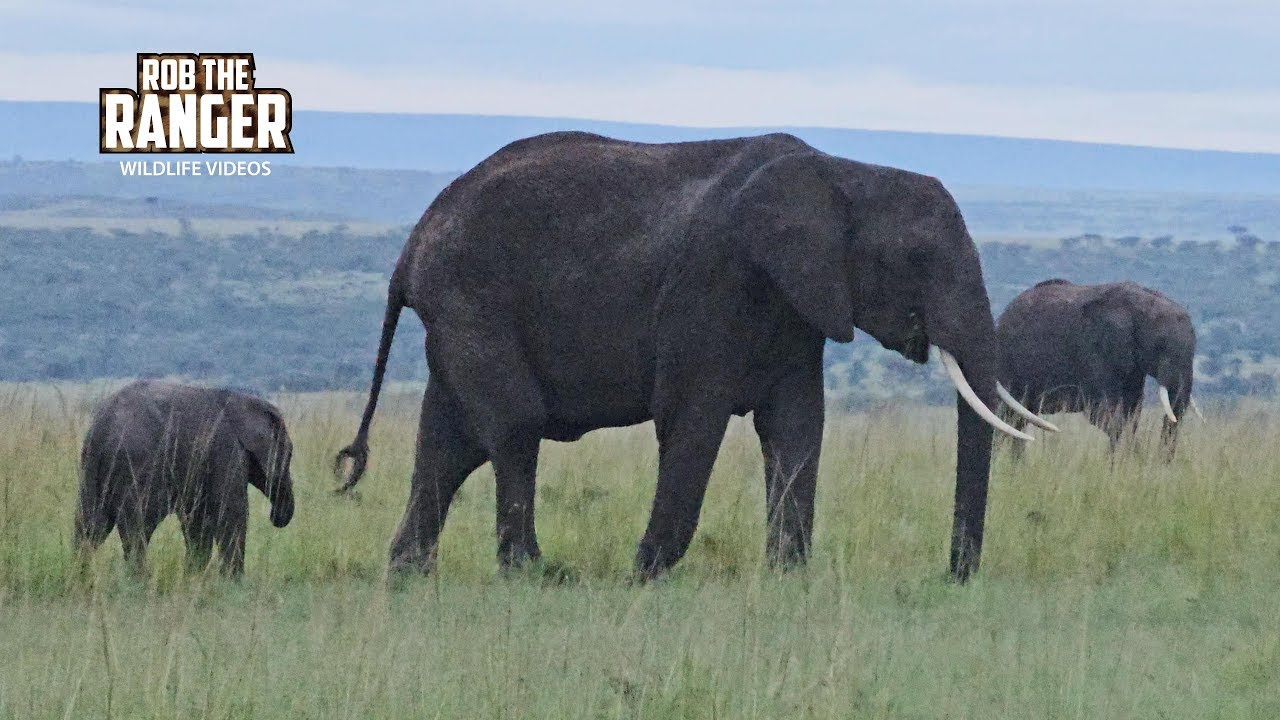 Elephant Herd Filmed in Misty Backdrop at Sunrise in the Mara