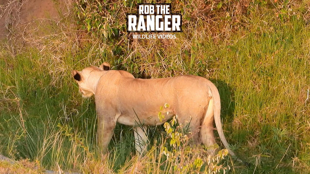 Lions stalk towering giraffe during high stakes hunt