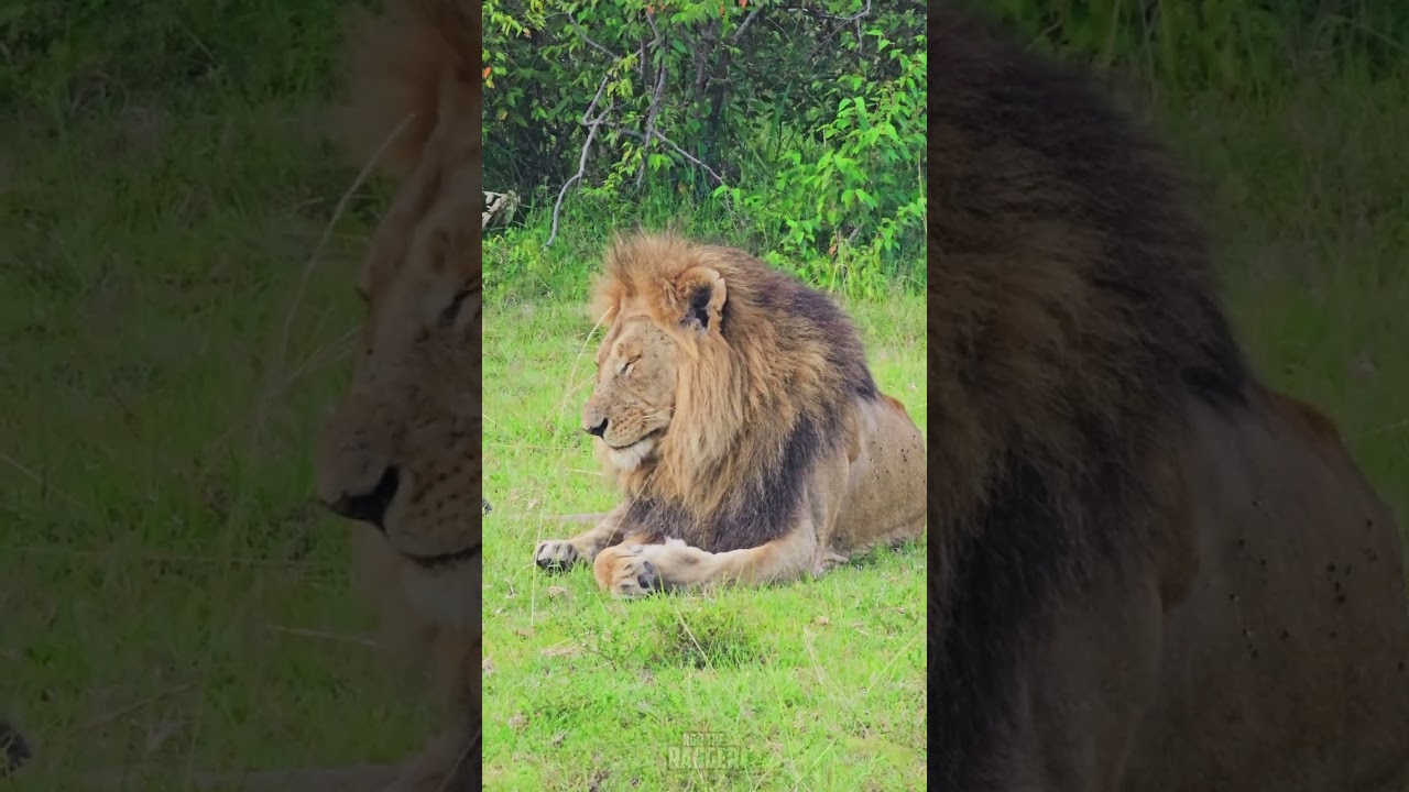 Lovely Lions Sightings in Warm Afternoon Sun in Breathtaking Plains