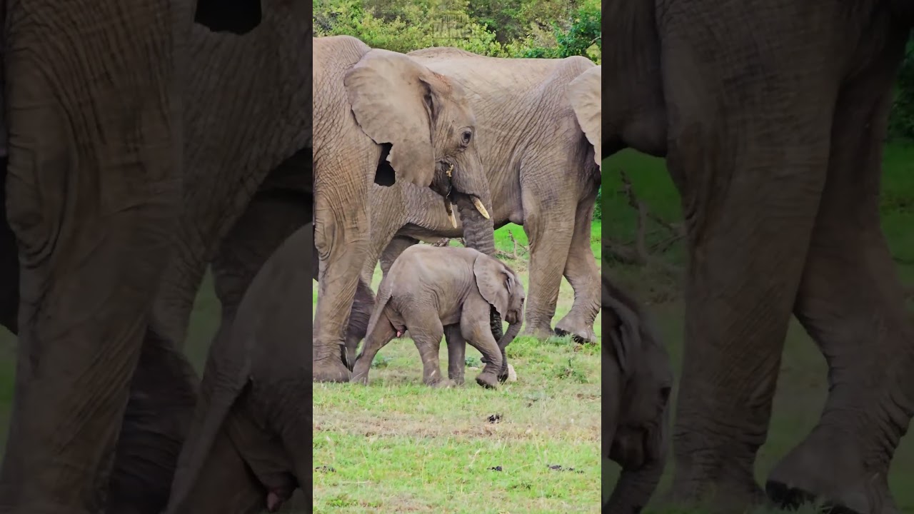 Large Elephant Herd Marches Across Plains