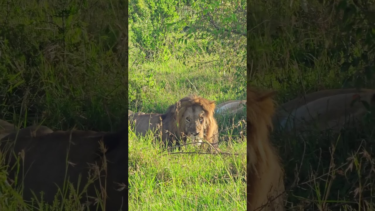 Lazy lions bask lazily under hot Mara sun