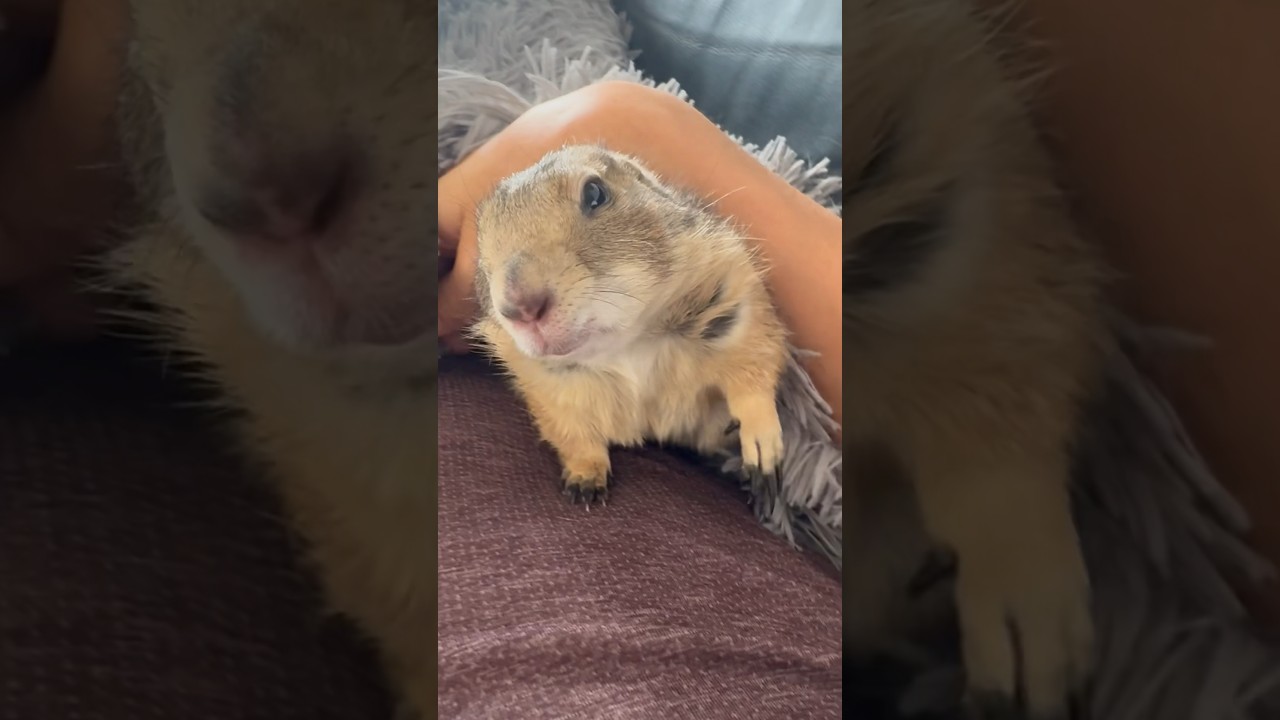 Morning Snuggles Shared With a Cozy Prairie Dog