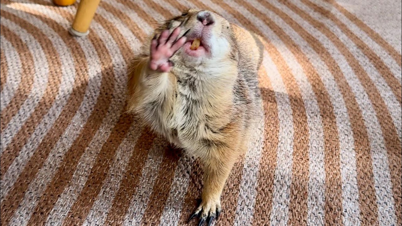 Big Stretch from Poppy the Prairie Dog: Adorable Toofs