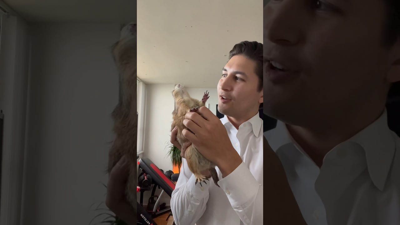 Surprised prairie dog expresses excitement with a wahoo