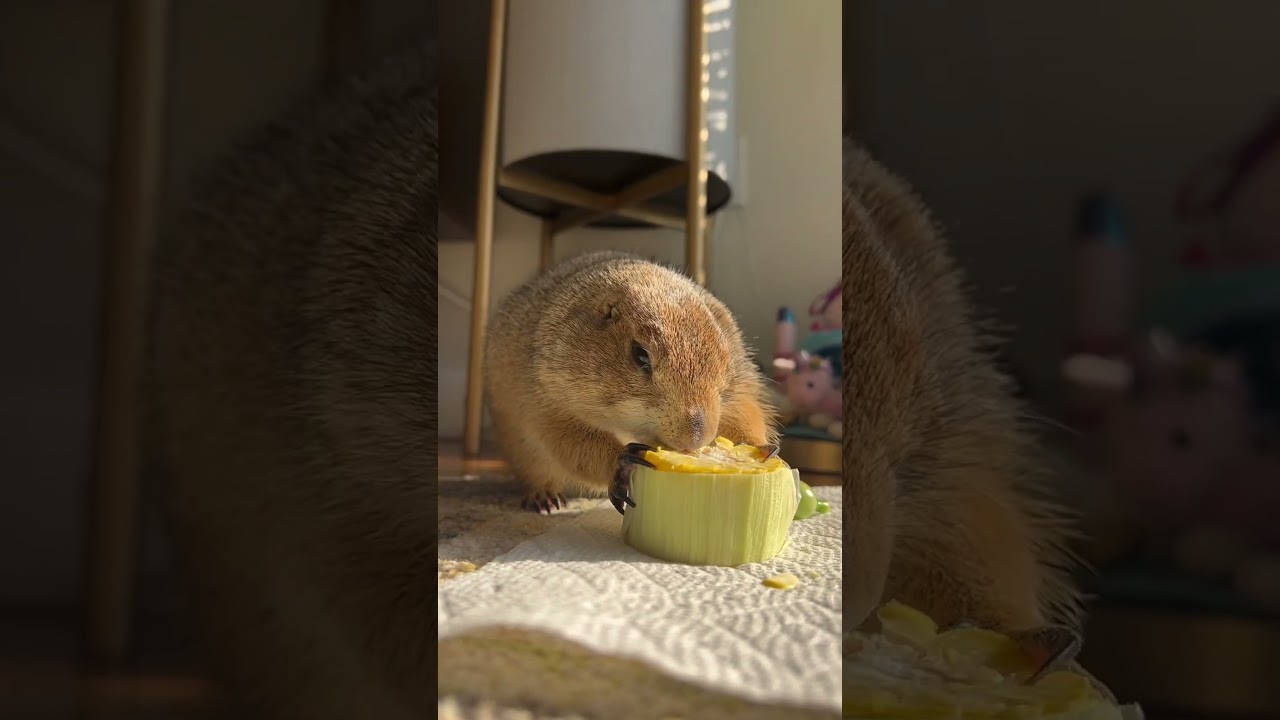 Poppy the Prairie Dog’s Corn Crunch is ASMR Gold