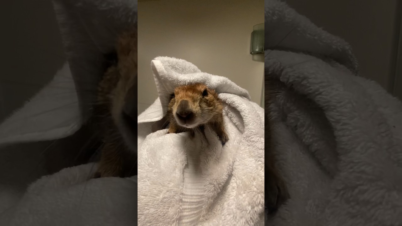 Prairie dog Poppy fresh from her bath