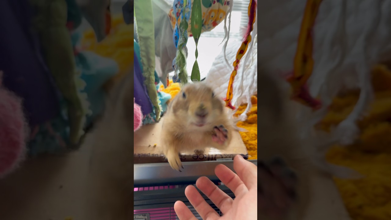 Prairie dog Poppy flies through the air in playful antics