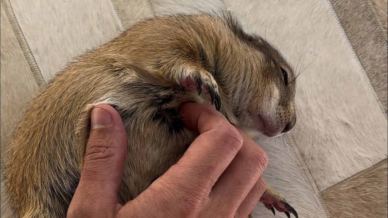 Prairie dog shows excitement for belly scratches after a sleepy wahoo