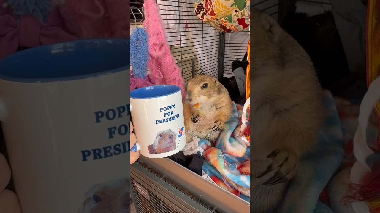 This prairie dog runs for president with a bold "Wahoo"