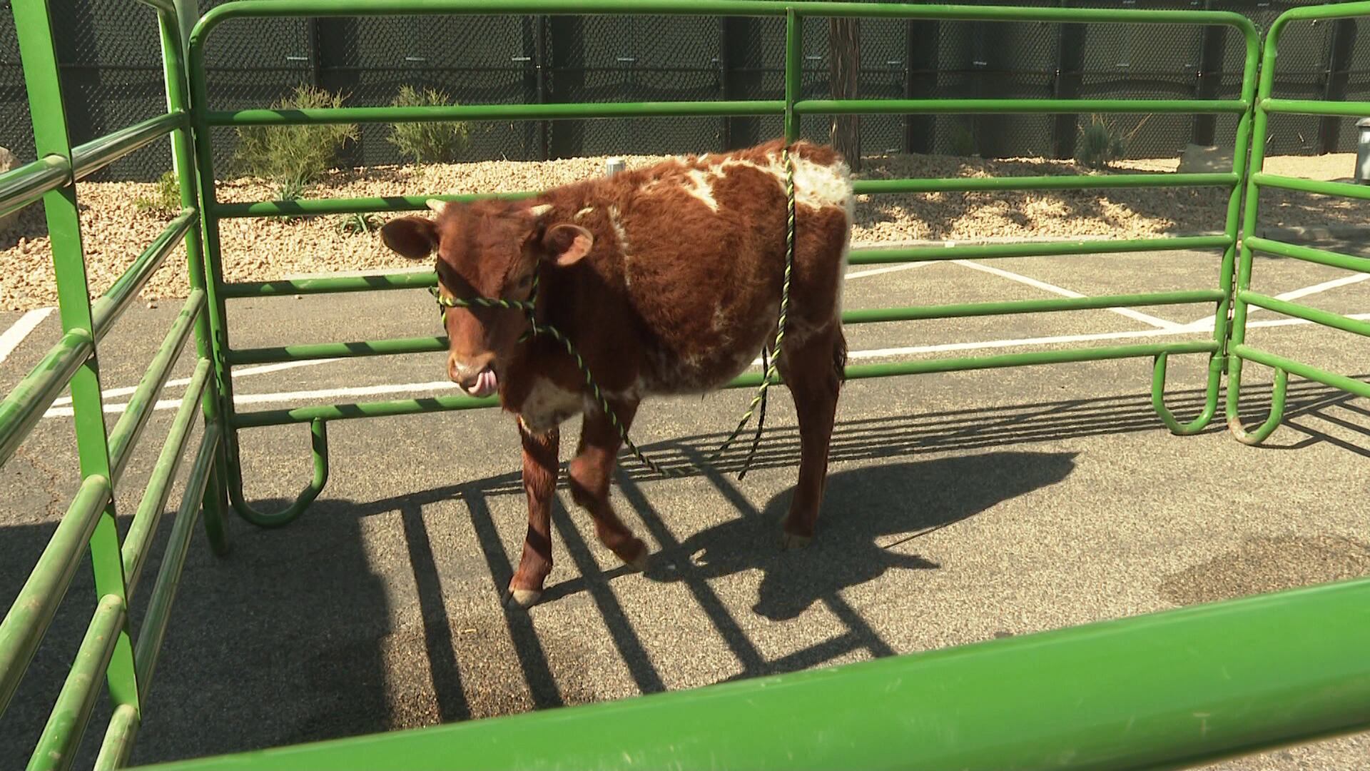 Moo-ving into the spotlight: CMU welcomes a new live mascot to the herd