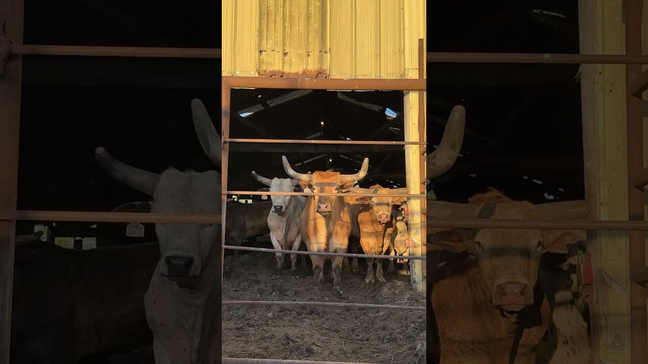 Golden hour on the farm!