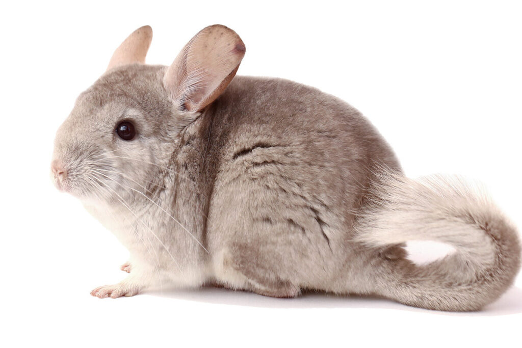 10 of the Softest Animals on Earth From Cuddly Chinchillas to Fluffy ...