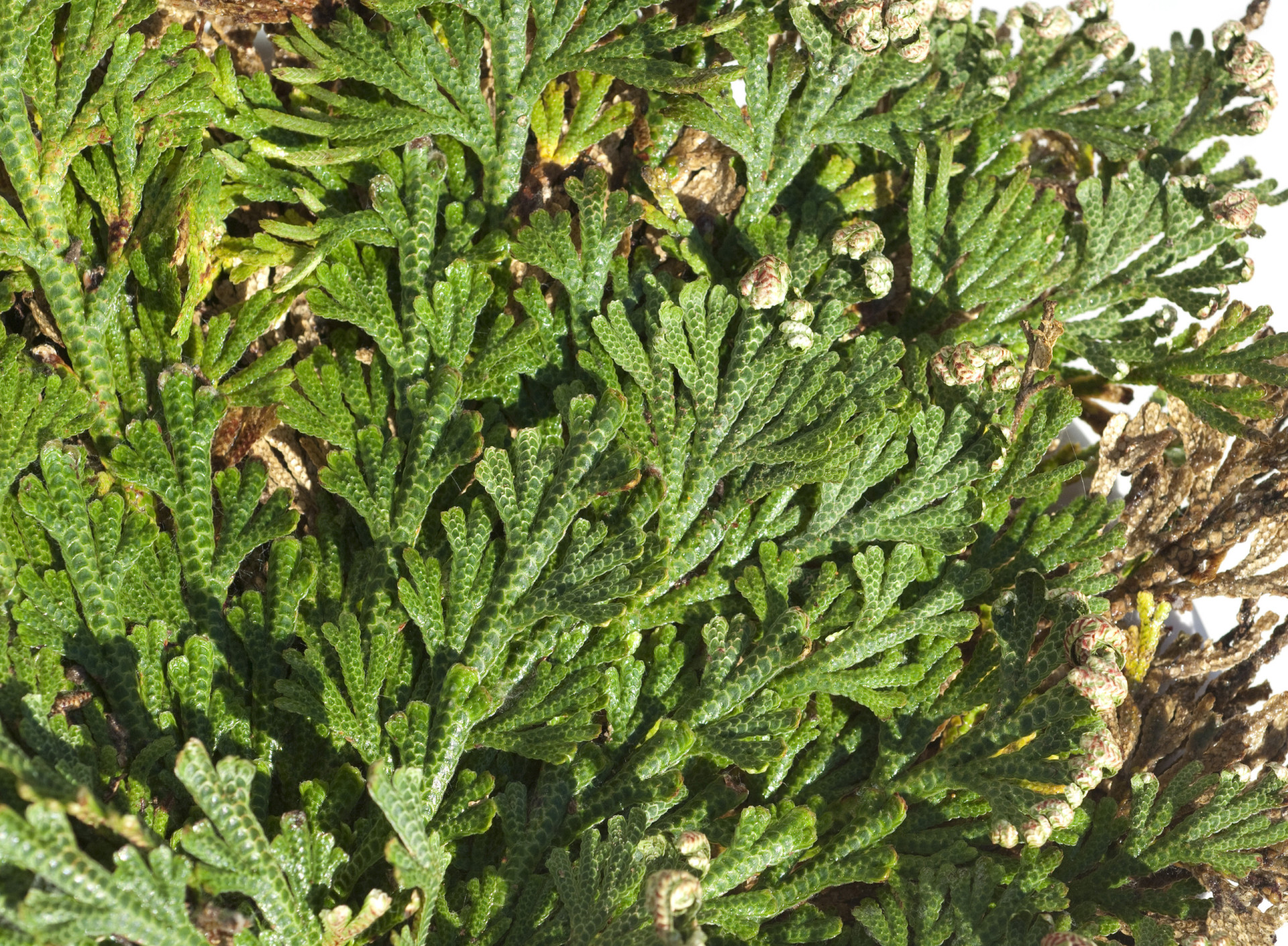 What are resurrection plants, and why may we soon need them?