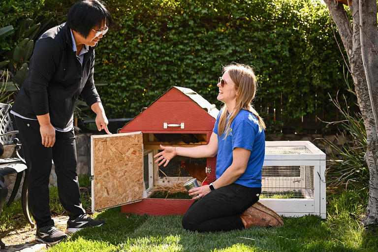 Rent-a-chicken: Egg prices spur backyard boom in US