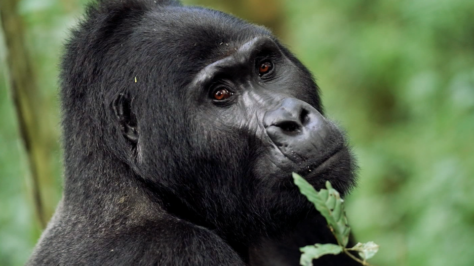 ‘They’ve gotta be committed’: Expert weighs in on 100 men vs. 1 gorilla ...