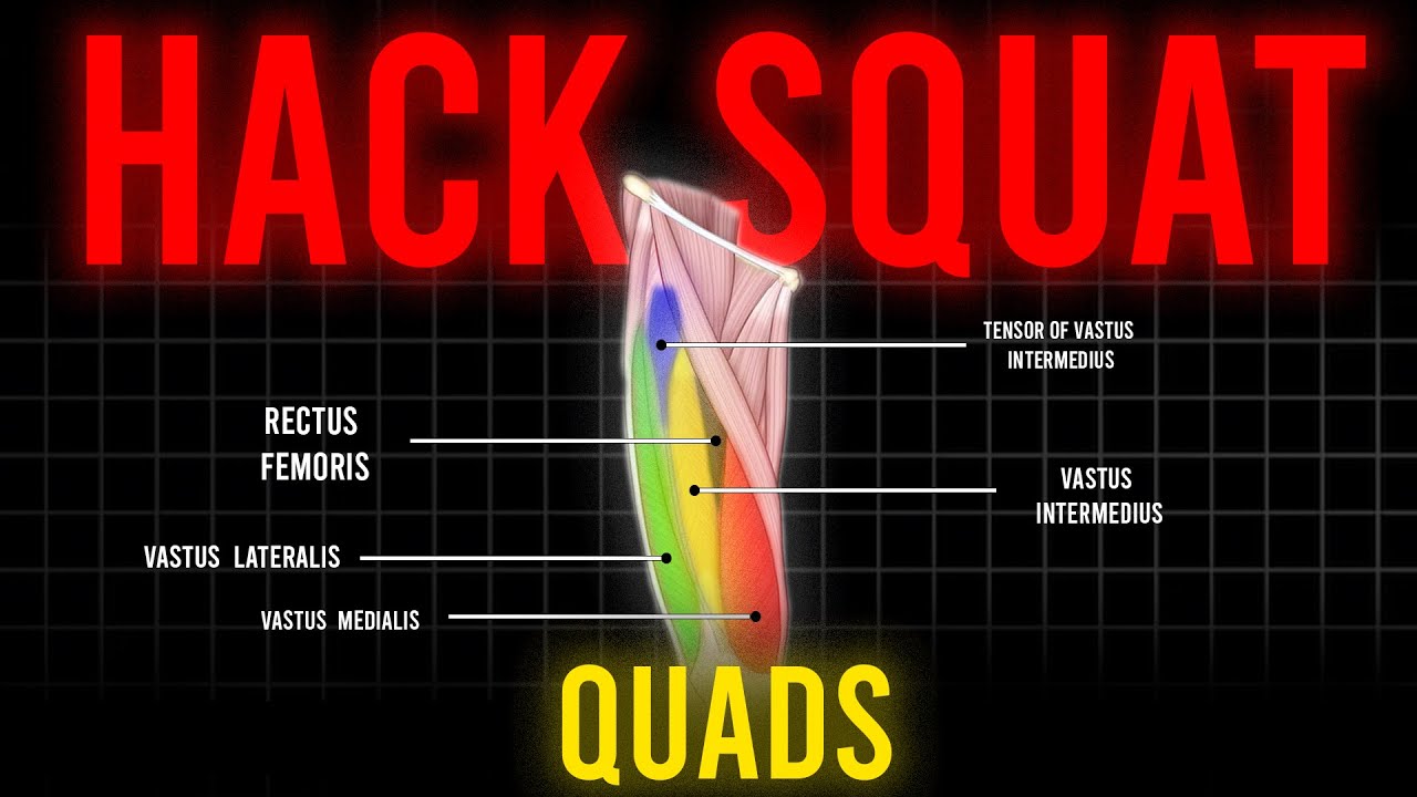 Hack Squat Secrets – Build Bigger Quads Faster