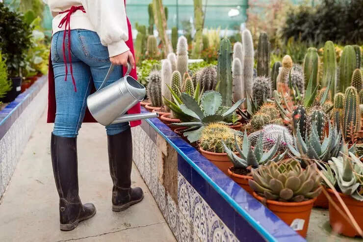 Cactus Watering Guide: Top 5 Mistakes And How To Avoid Them