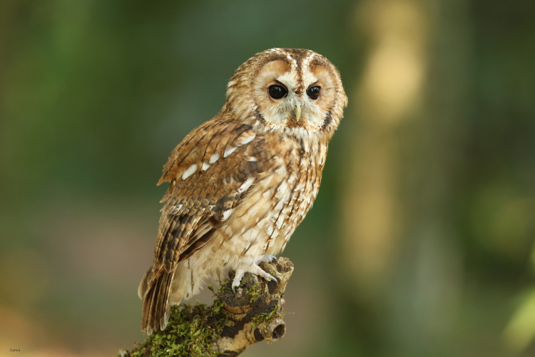 The World Changed and So Did These 10 Incredible Animals Adapting at ...