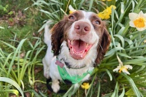 Dogs for adoption: 8 adorable pups seeking homes at Raystede