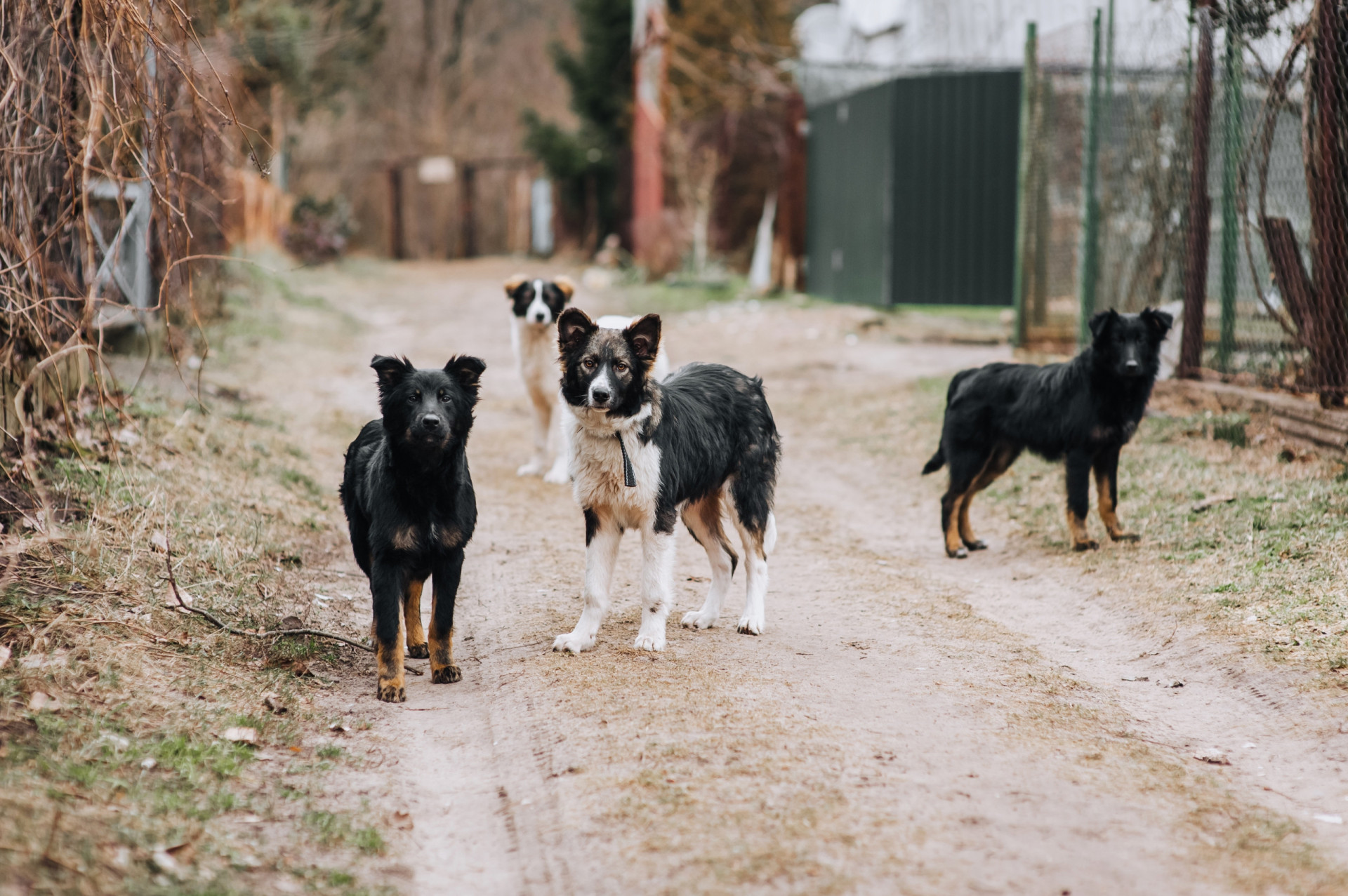 What countries still eat dogs?