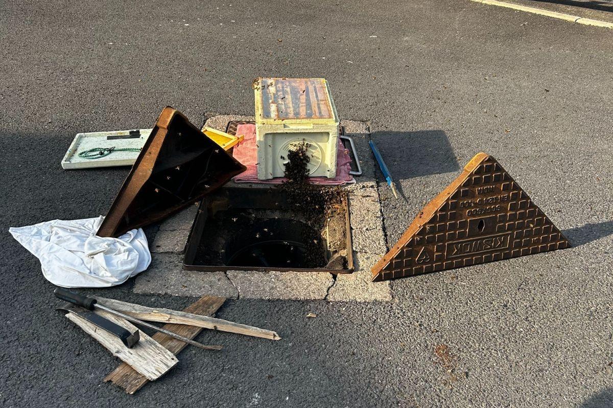 Warden swarms to the rescue following un-bee-lievable discovery at ...