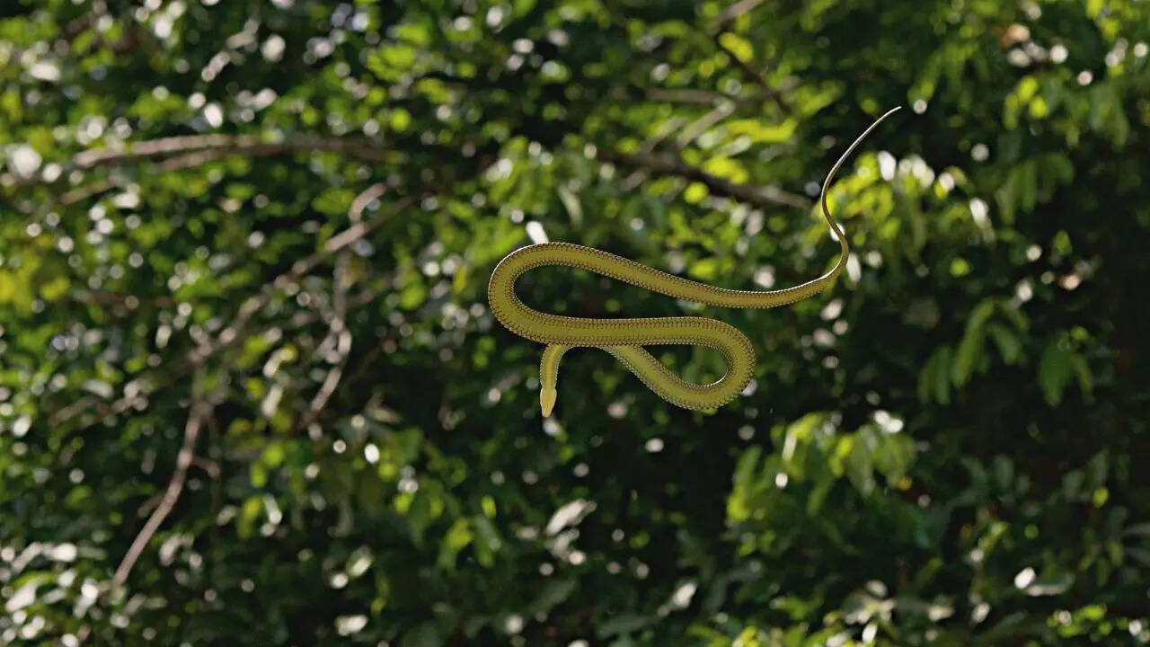 From flying snakes to soaring squirrels: 7 strange animals that soar in ...