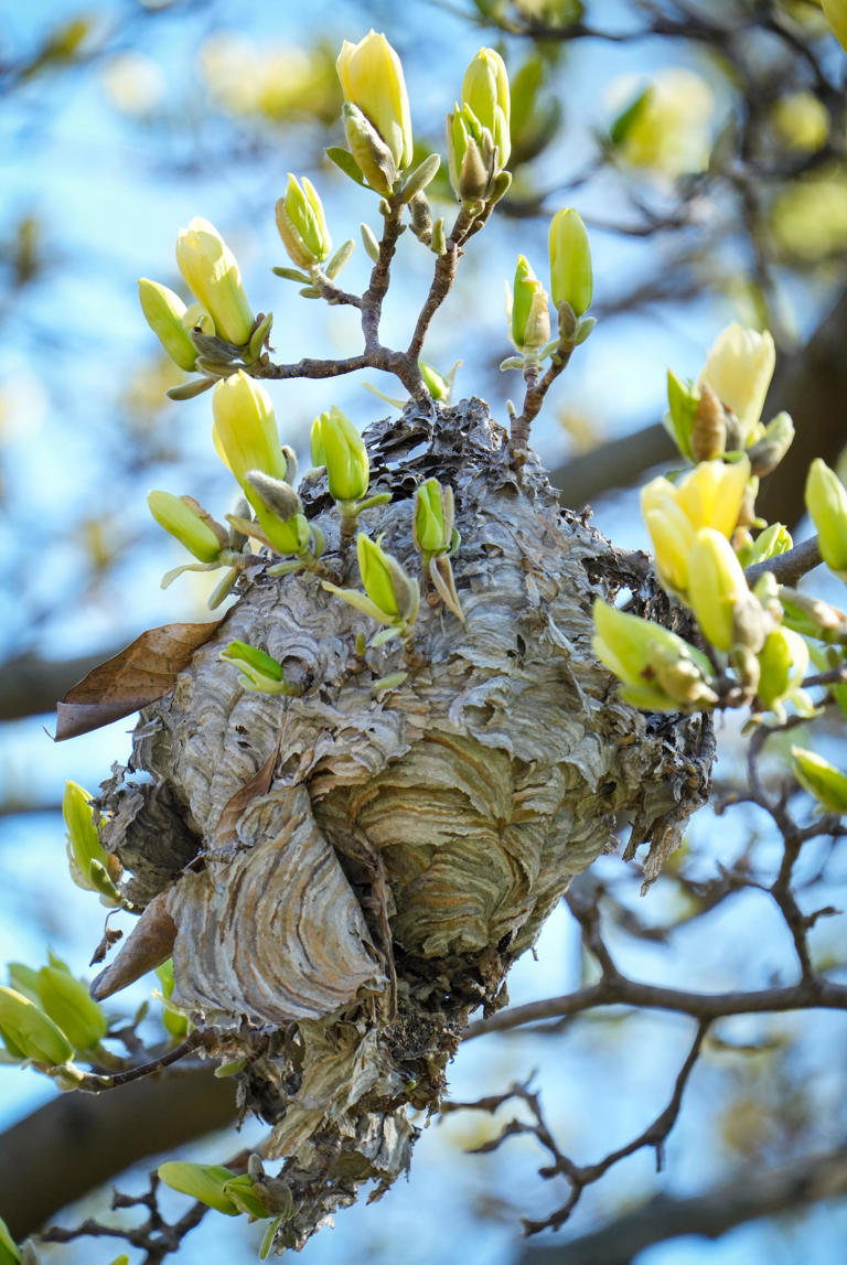 Radioactive wasp nest discovered at former SC nuclear plant. What all ...