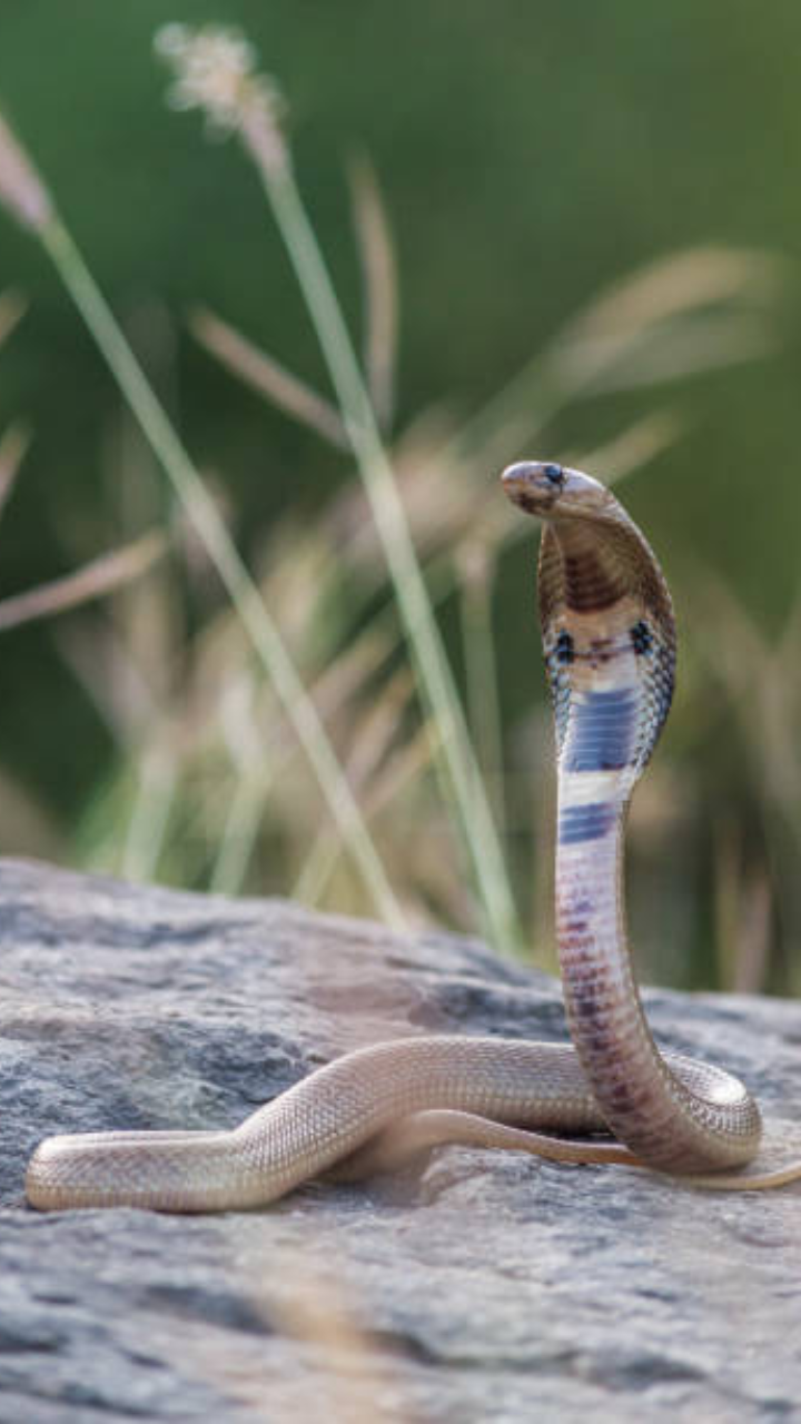10 most venomous snakes on Earth