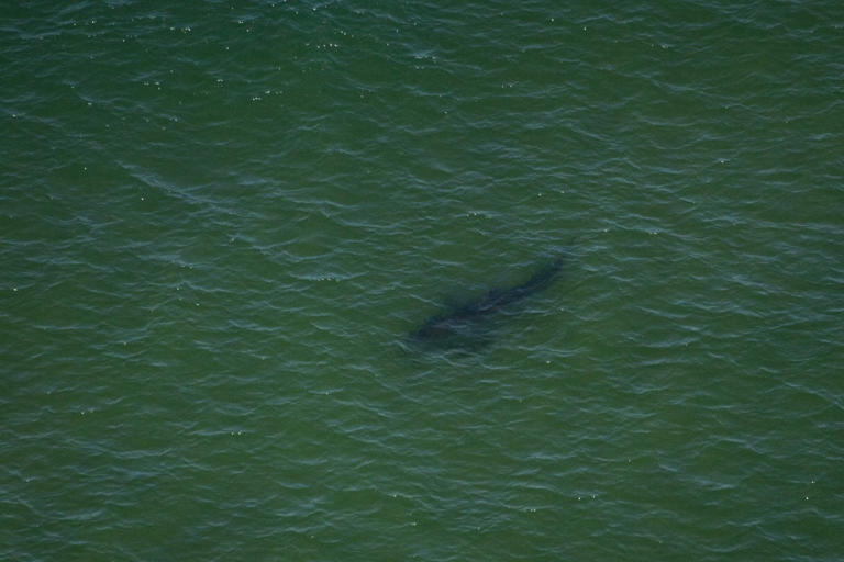 Tourist father and son help rescue great white shark stranded in shallow waters