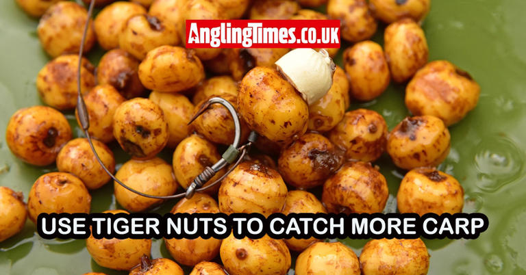 Why tiger nuts are one of the best baits for carp fishing