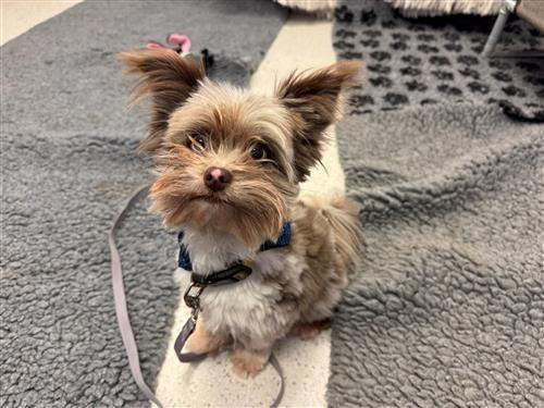 Dogs for adoption: 8 adorable pups seeking homes at Raystede