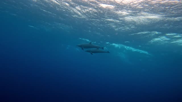 Pod of dolphins give scuba divers the thrill of their life