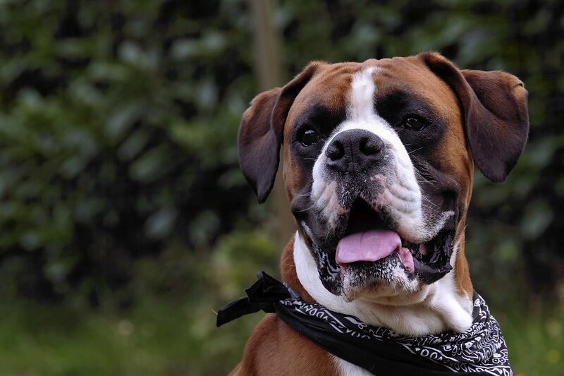 The 10 Worst Dog Breeds to Share a Bed With (Unless You Like Snoring)