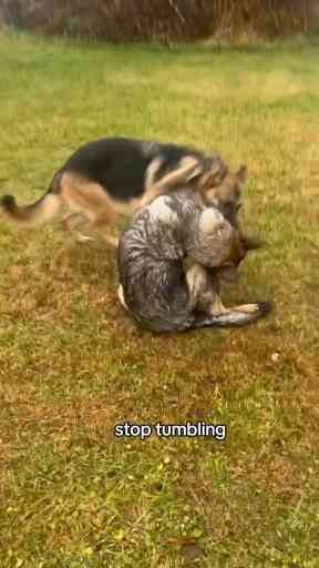 Third Time’s the Charm, Right? Watch This Dog Try Again!