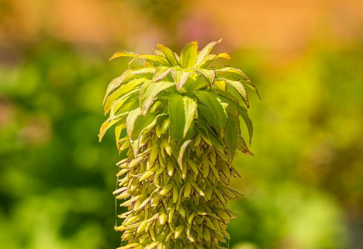 12 Unique and Beautiful Plants That Are Surprisingly Easy to Grow