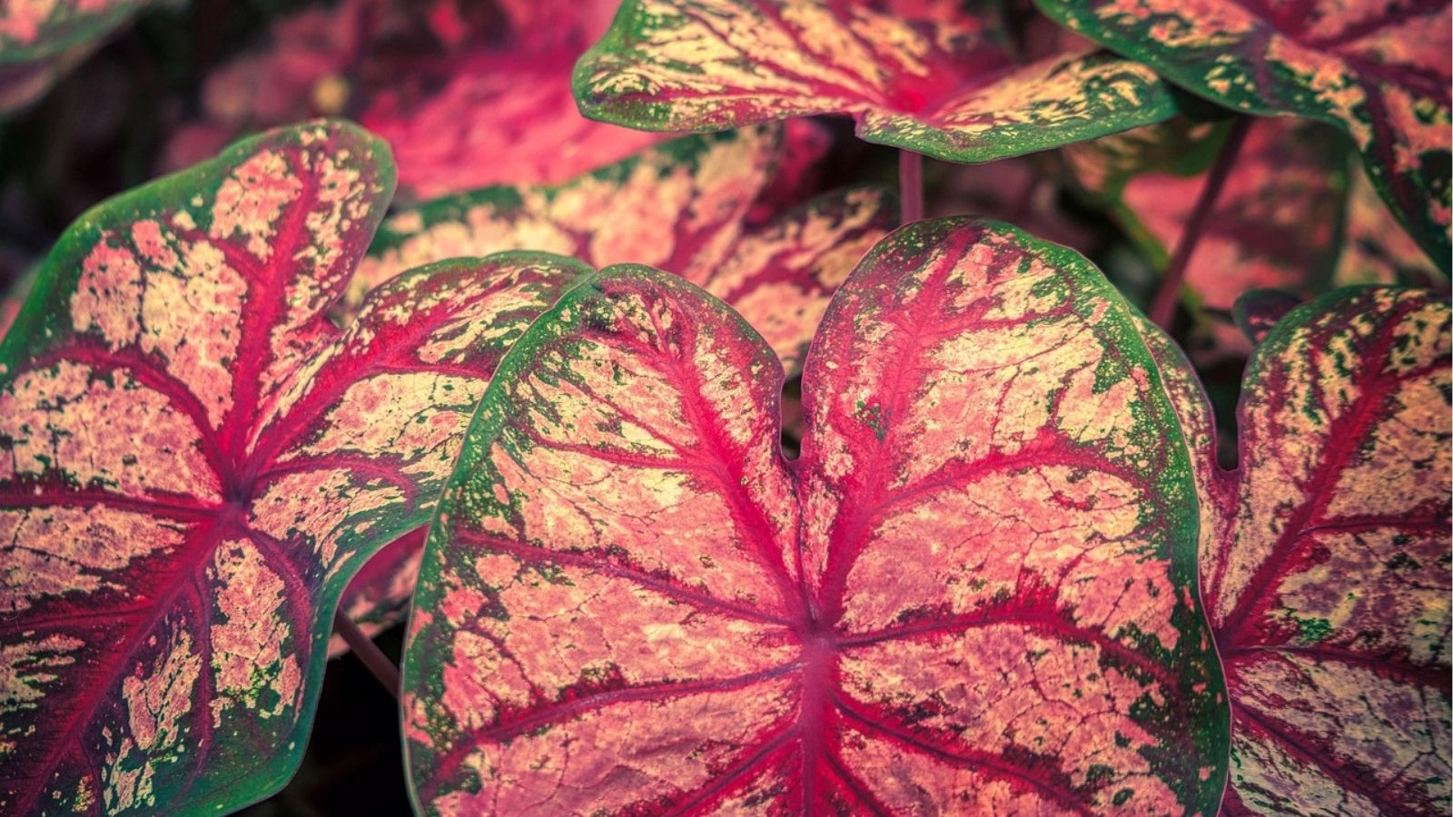 Make Your Porch Pop with These 10 Stunning Container Plants