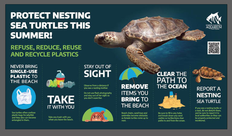 Fort Fisher Aquarium offers tips to protect sea turtles during nesting ...