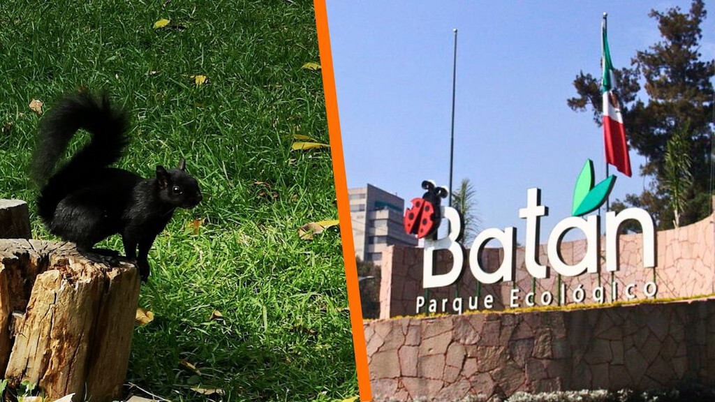 Qué hacer en el Parque El Batán, al sur de la CDMX: hay areneros ...