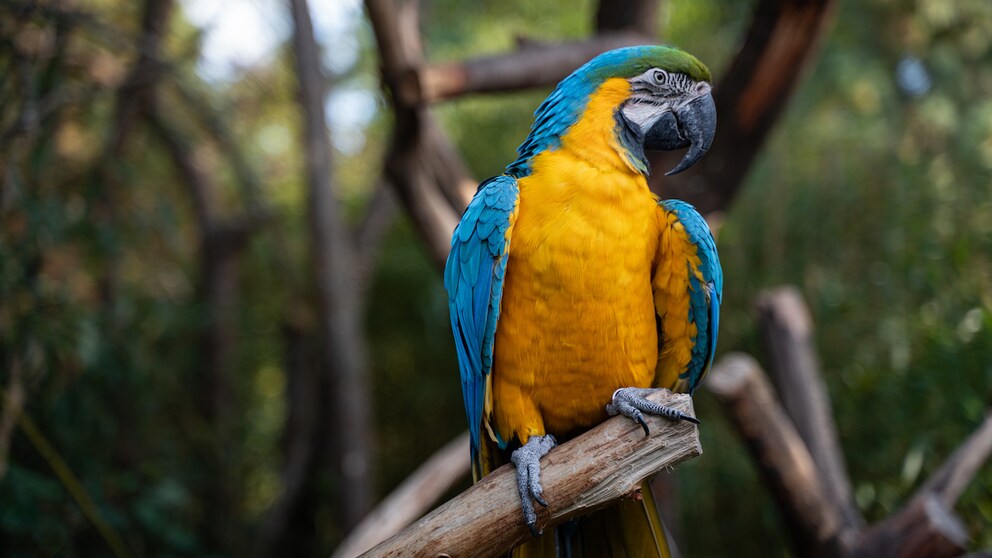 Darum hält diese Petfluencerin eine Eule – obwohl das eigentlich ...