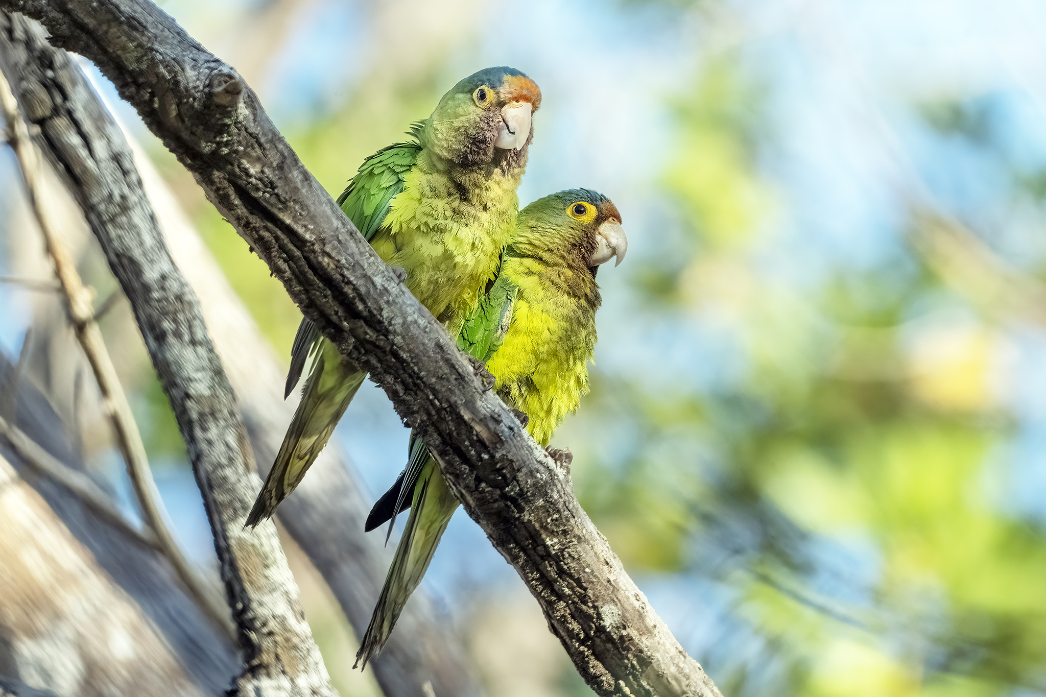 Man caught smuggling parakeets in his boots at US-Mexico border ...