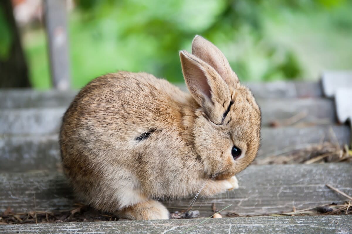Tiny Rabbit ‘Washing Her Hair’ Is Total Cuteness Overload