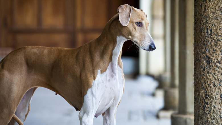 Vulnerable Dog Breeds That Could Go Extinct If Humans Don't Take Action