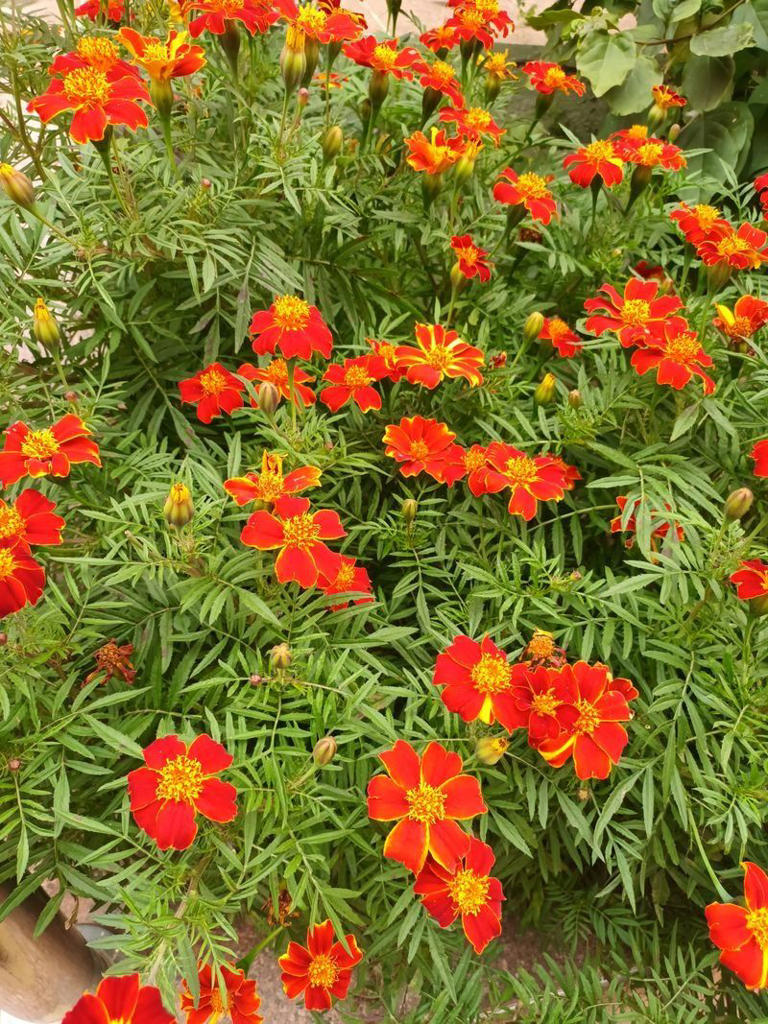 These 10 old-school flowers will make you miss your grandma’s garden