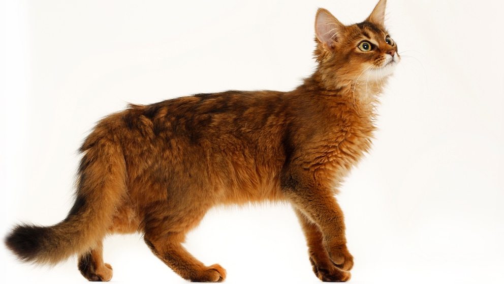Why the Somali Is More Than Just a Long-Haired Abyssinian