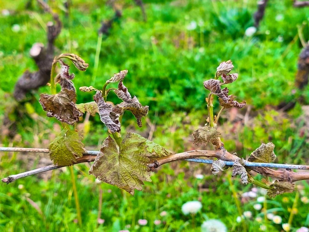Les vignerons sur le fil après une année catastrophique