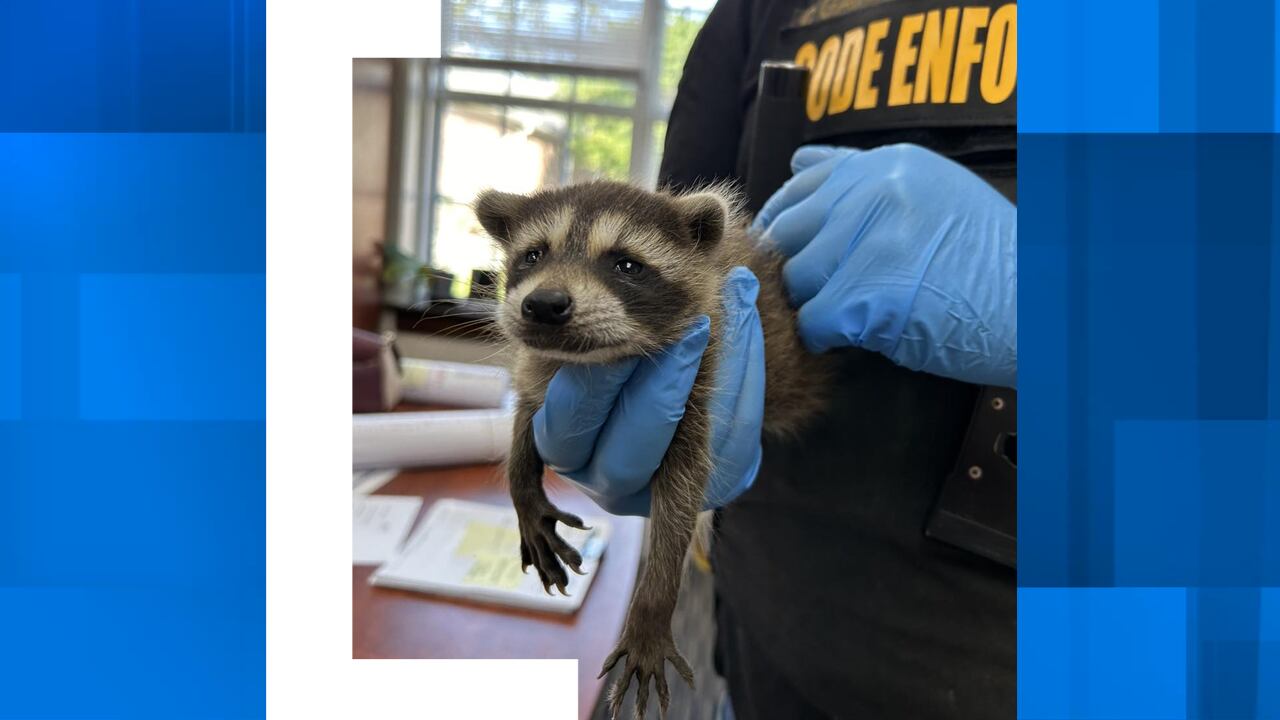 Orphaned raccoon saved in Dorchester County rescue operation