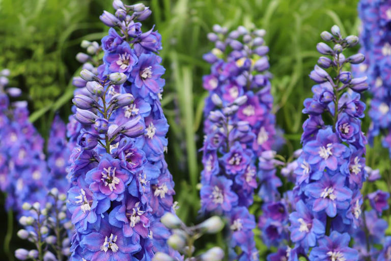 These 10 old-school flowers will make you miss your grandma’s garden
