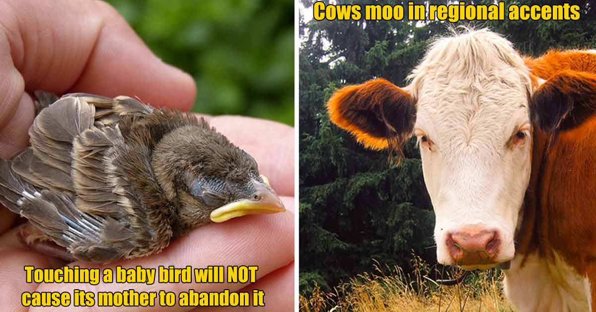 30 Obscure Facts Some Folks Don't Know